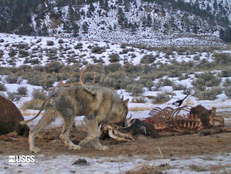 Mange changes Yellowstone wolves’ hunting, travel and food needs ...