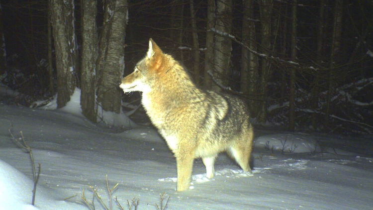New wolf hybrid takes hold in Maine - Protect The Wolves™