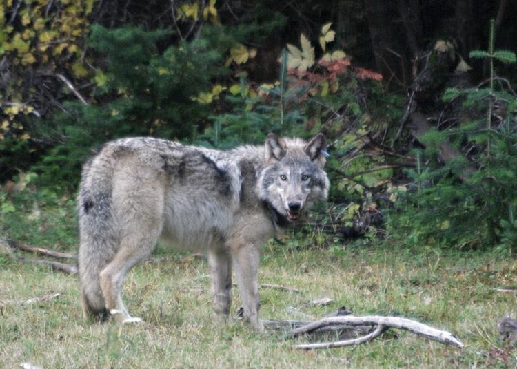 Oregon Has Killed Two Harl Butte Pack Wolves - Protect The Wolves™