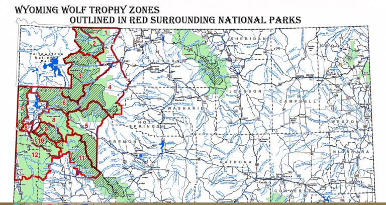Wyoming Wolf Slaughter Trophy Zones attack Yellowstone Park Wolves ...