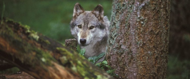 What Happens When the Top Predator Is Removed From an Ecosystem ...