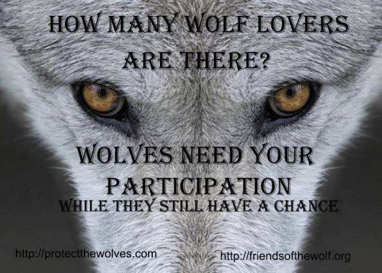 The Latest: Wolf hearing gets off to tense start - Protect The Wolves™
