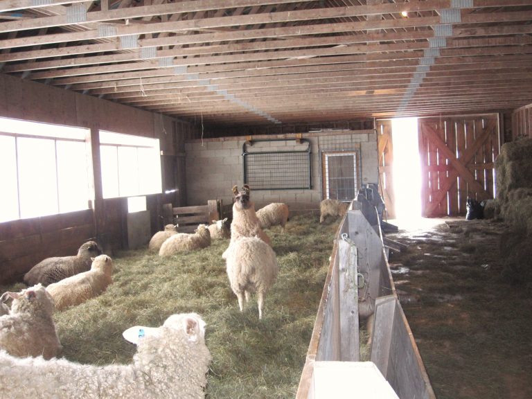 Llama barn - Protect The Wolves™